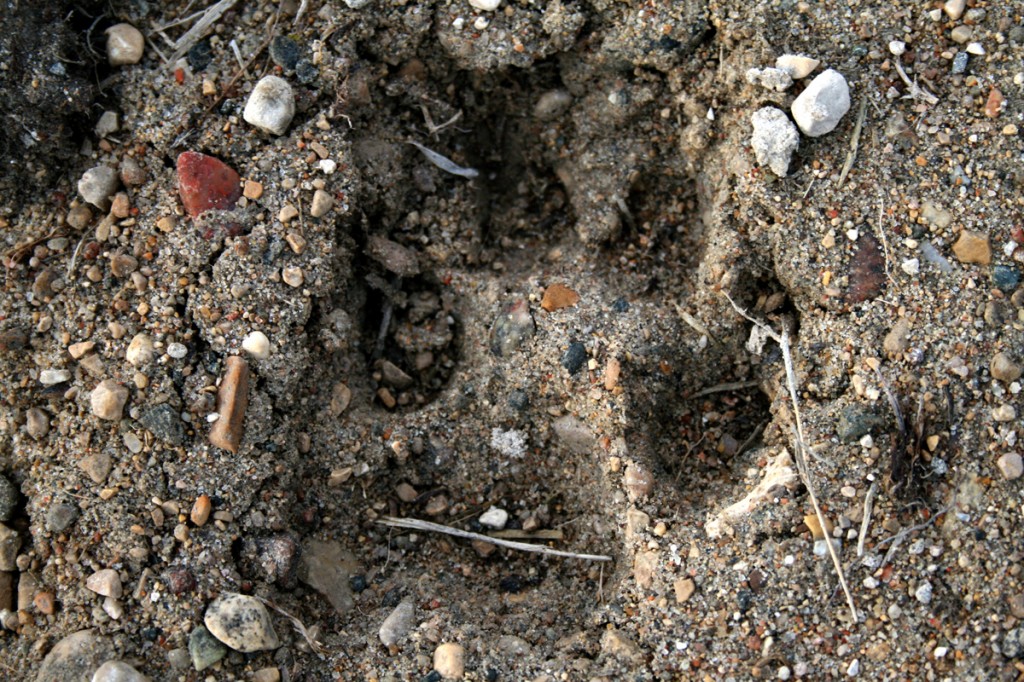 Animal Tracks | The Forest Fairy